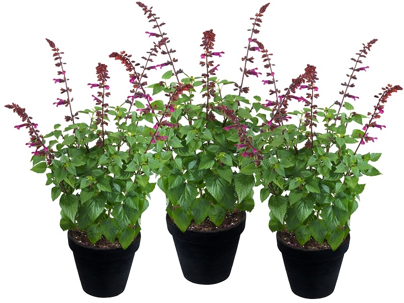 Salvia Salgoon: langbloeikampioen! - GroenRijk