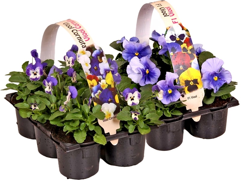 Vrolijke violen - GroenRijk