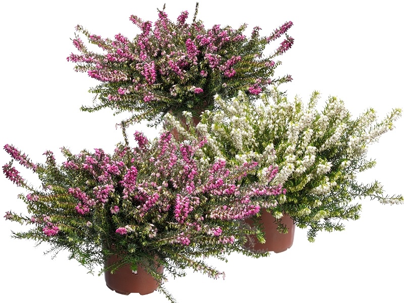 Winterheide: Erica darleyensis - GroenRijk