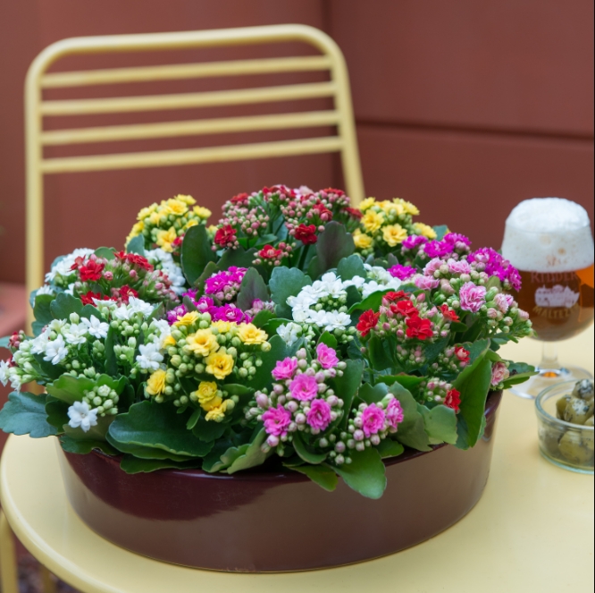 Woestijnroos zorgt voor kleur - GroenRijk