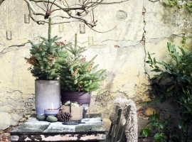 Zo verzorg je een spar - GroenRijk